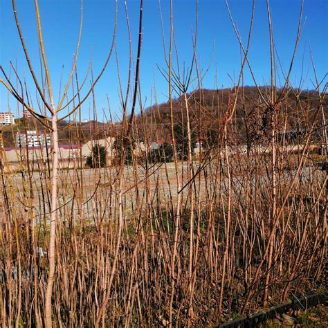 Japon Sofora Büyük Boy