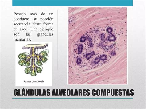 Glándulas Morfologia Pptx