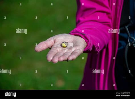 Macro Of Whole Acorn Nut On The Palm Of A Hand The Nut Of An Oak Tree Is Round Containing One