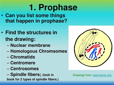 Prophase I Definition Stages And Quiz Biology Dictionary