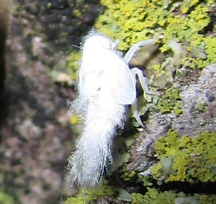 Nymph BugGuide Net