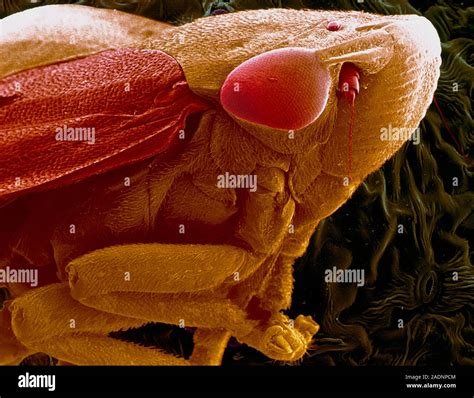 Froghopper Coloured Scanning Electron Micrograph Sem Of A Froghopper