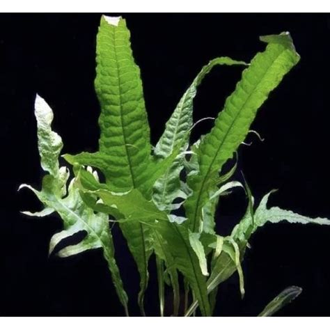Microsorum ‘narrow Leaf Planta Aquática Para Aquário Aquários Plantados