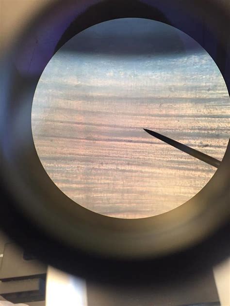 Arthropoda Evolution Of Movement And Defense