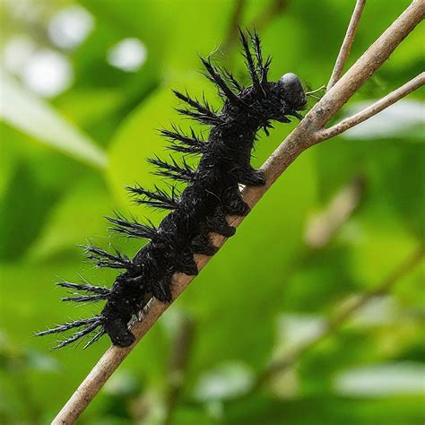 41 Types Of Brown Caterpillars With Pictures