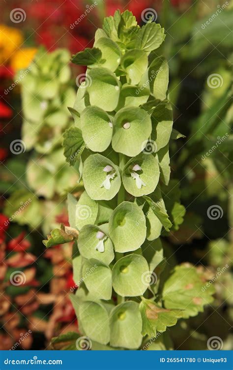 Moluccella Laevis Known By The English Vernacular Names Bells Of