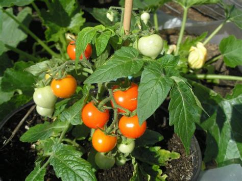 Tomato Micro Tom Seeds Twining Vine Garden