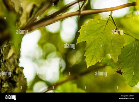 Hanging Leaves On Tree Hi Res Stock Photography And Images Alamy