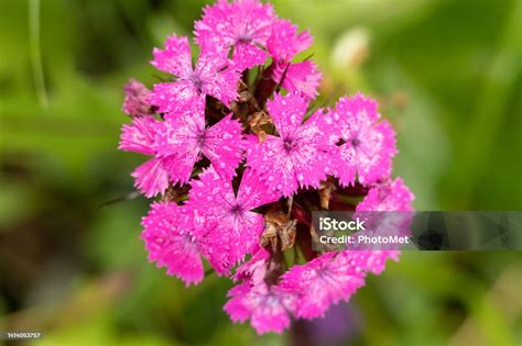 Plant With Beautiful Pure Magenta Flowers With Abstract Blurred Green