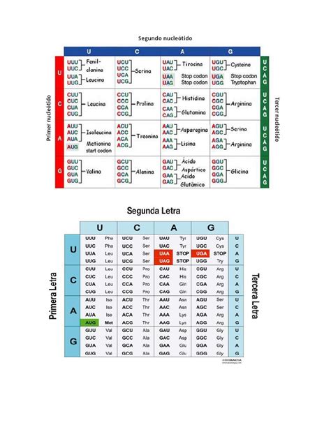 Código Genético Tablas Para Utilizar En Las Actividades Pdf