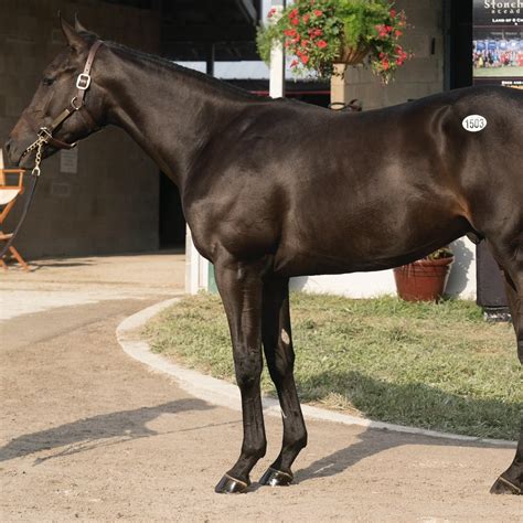 Dragonstone Starlight Racing