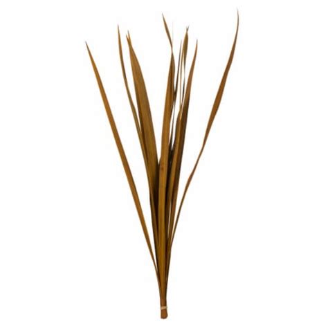 18 30 Asp Gold Snake Grass 36 Stems 1 Ralphs