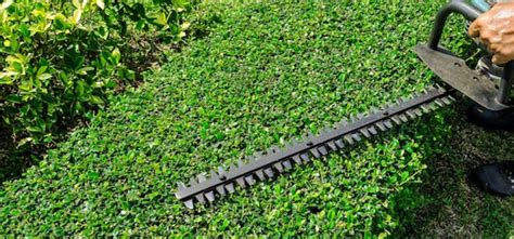 Bush Trimming And Pruning Franco American Mowing Inc