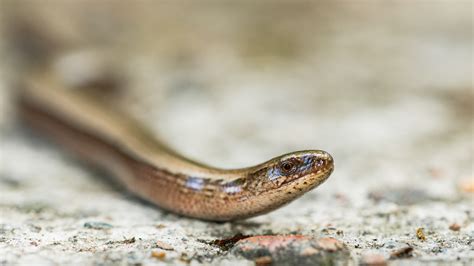 Blindschleiche Naturfotointernational