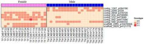 Complex Sex Determination In The Grey Mullet Mugil Cephalus Suggested By Individual Whole Genome