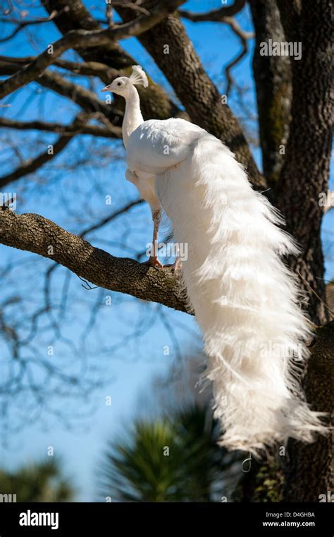 A Male White Peacock In A Tree Phasianidae Leucistic Indian Peafowl