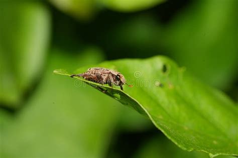 Adoretus Tenuimaculatus Beetle Resting On Leaf Surface Stock Image
