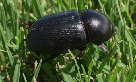 18 Insects That Eat Grass Identification Guide American Gardener