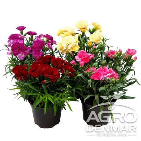Garofite Dianthus Mix Agrodenmarro