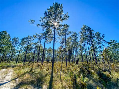 Floridas Land Conservation Programs Florida Conservation Group