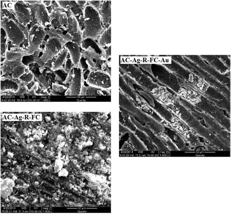 Scanning Electron Microscope Sem Micrograph Of Activated Carbon At