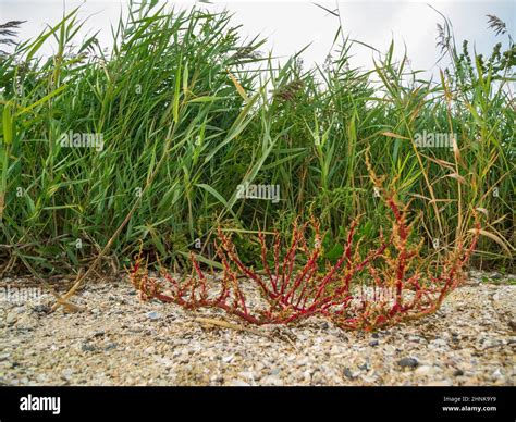 Close Up View Of A Beach Sod Lat Suaeda Maritima Plant In The Salt