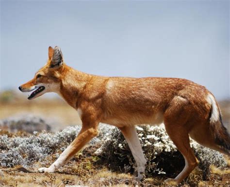 Ethiopian Wolf African Wildlife Foundation