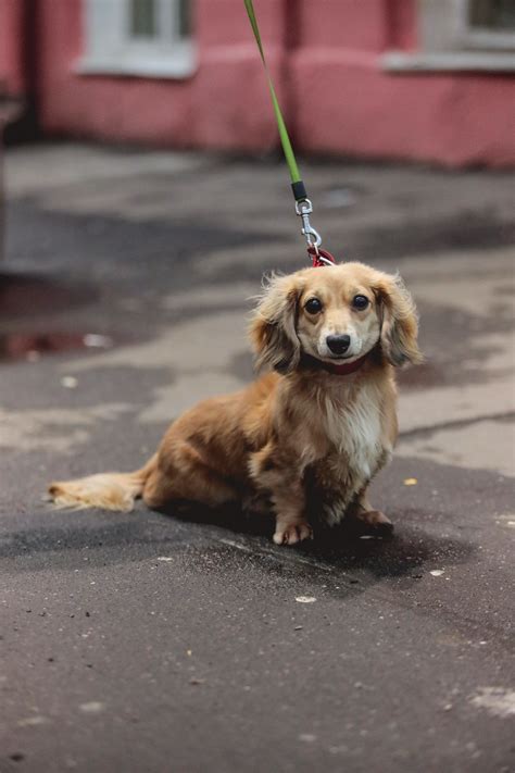 Blonde Teckel Teckelpedia