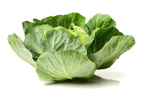 Cabbage Vegetable With Leafs Stock Image Image Of Cole Vegetable