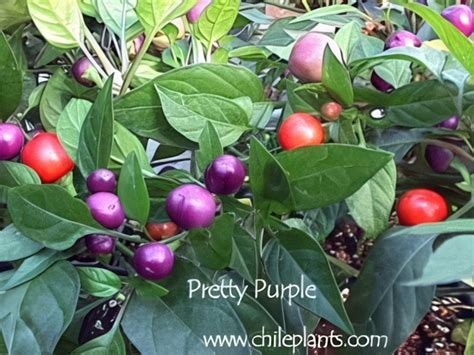 Pretty Purple Live Chilepepper Plant