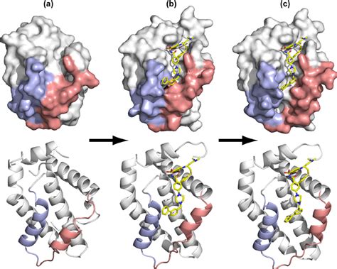 Proposed Structural Transitions In The Binding Of W1151952 To Bcl X L Download Scientific