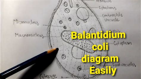 Balantidium Coli Diagram