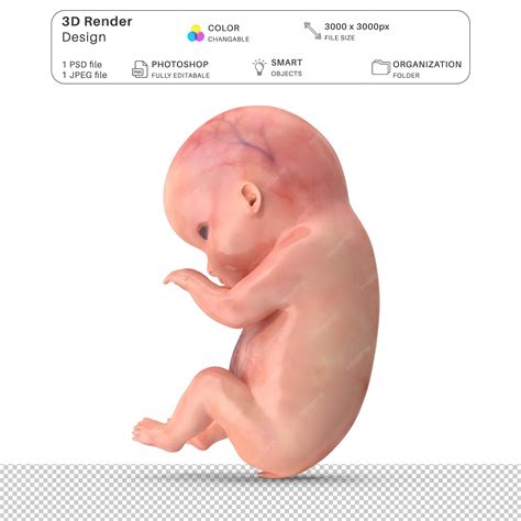 Premium Psd 人體胚胎 3d 建模 Psd 檔案 真實的人體解剖學