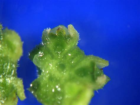 Phoradendron Leucarpum Viscaceae