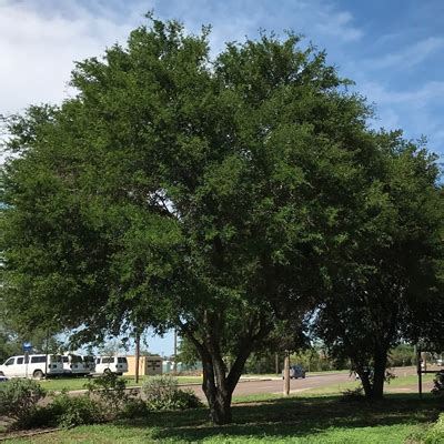 What Are The Best Trees To Plant In Las Vegas Desert Landscape
