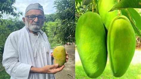 Kaleem Ullah Khan Mango Man Of India