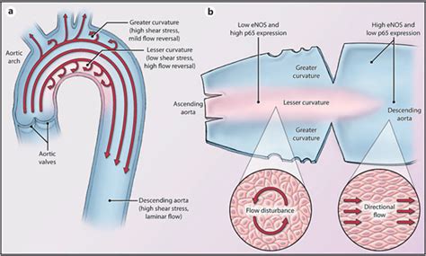 Flow And Endothelial Phenotypes In The Aortic Arch A Flow Patterns Of