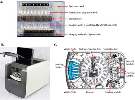Rapid Pathogen Identification And Phenotypic Antimicrobial