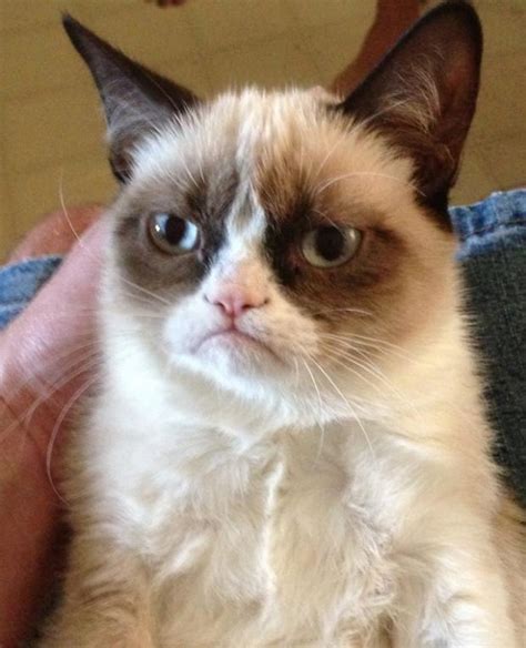 Angry Cat Blank Template Imgflip