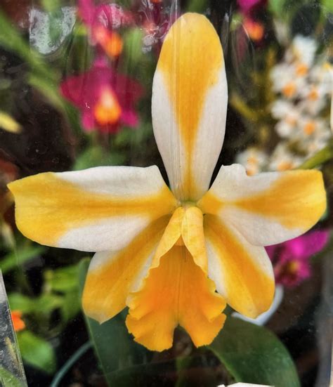 Store Belle Danse Orchids And Tropicals