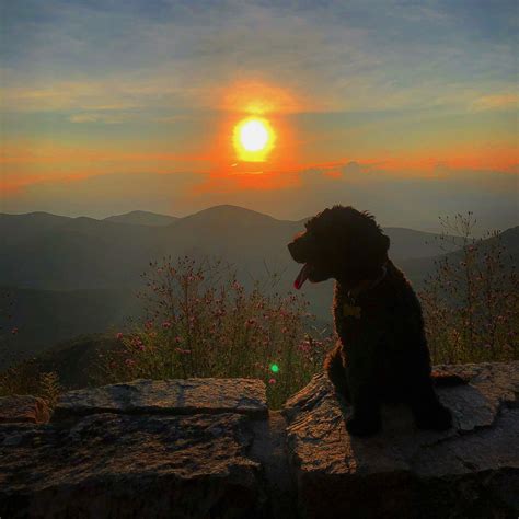 Atlas Puppies — Kona Cockapoo Atlas Puppies — Kona Cockapoo