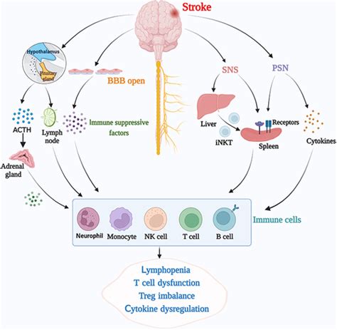 Full Article Nanomaterial Based Strategies For Attenuating T Cell