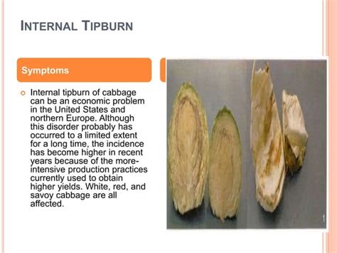 Cabbage Physiological Disorders By Mr Allah Dad Khan Provincial