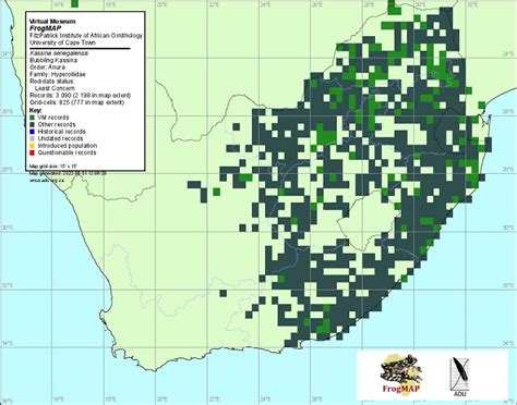 Bubbling Kassina Kassina Senegalensis Bdi