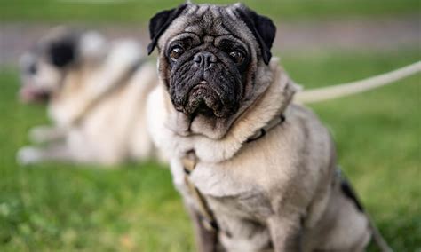 Dog Breeds Dietary Information And Facts Pure Pet Food