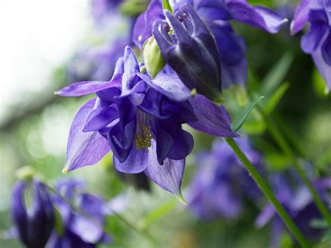 Violet Drops By Mawilliams9294 On Deviantart