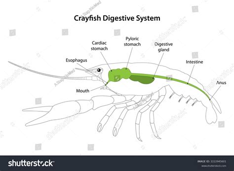 Crayfish Crustacea Digestive System White Background Stock Vector