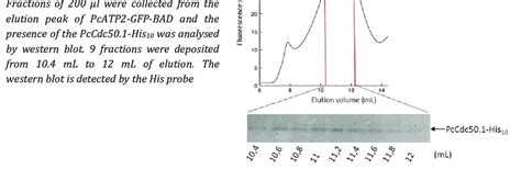 Western Blot Analysis Of The Pcatp2 Gfp Bad Elution Peak Co Expressed
