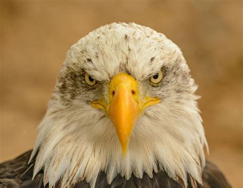 Eagle Court Of Honor Program Template Free Prntbl