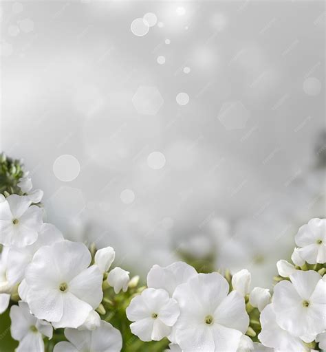 Tổng Hợp 222 White Background With Flowers Hoàn Toàn Miễn Phí để Tải Xuống